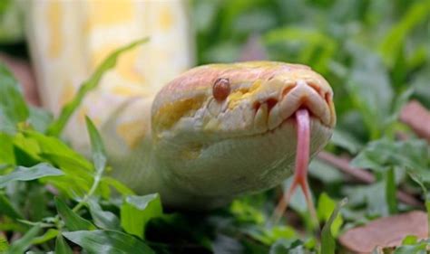 Thailand Huge 15ft Burmese Python Swallows Cow Before Stomach Bursting