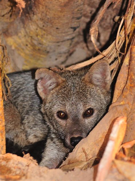 Foxecology August 2014