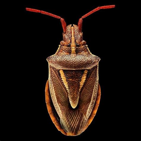 Richard Su Instagram Microsculpture By Levon Biss How… Shield Bugs Insects Insect