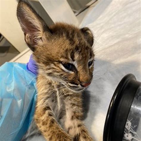 Bobcat Kitten Orphaned And Starving Emeraidvet