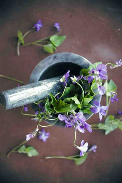 Violet Flower Meaning And Symbolism Ultimate Guide Simplybeyondherbs