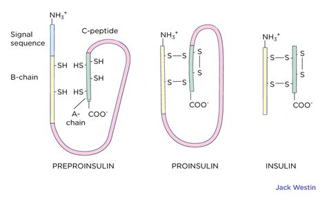 Post Translational Modification Of Proteins Translation Mcat Content
