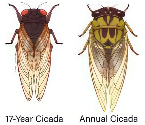 The Magical Uses Of Cicada Shells In Rituals And Spells Aromags Botanica