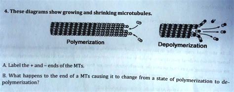 Solved 4 These Diagrams Show Growing And Shrinking Microtubules