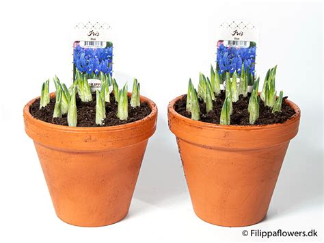 Iris Reticulata — Plant Wholesale Floraccess