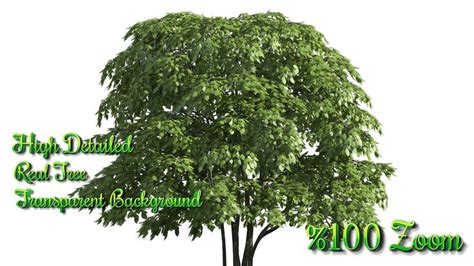 Real Tree Cliparts Andaman Redwood Photoshop Overlay Spring Tree