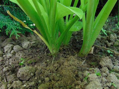 Can Hostas Survive Frost World Of Garden Plants