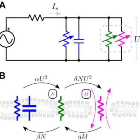 Pdf Resistor Capacitor Modeling Of The Cell Membrane A Multiphysics Analysis