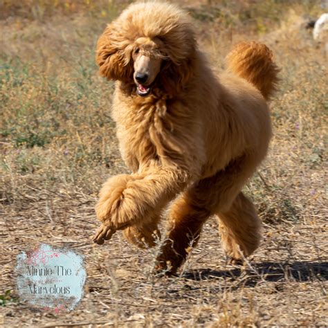 Champion Apricot Standard Poodle In Washington — Valaurah Farms