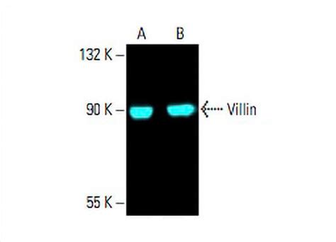 Anti Villin Antibody 1d2c3 Scbt Santa Cruz Biotechnology