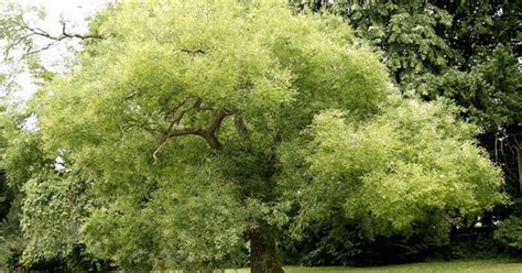9 Trees That Bloom All Summer Long The Garden Magazine