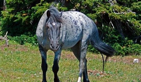 Roan Horses Colors Genetics And Breeds Helpful Horse Hints