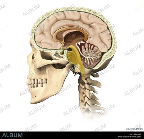 Skull Profile View Without Jaw