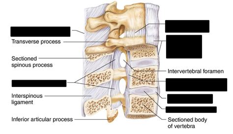 Support Ligaments Of Spine Labeling Diagram Quizlet