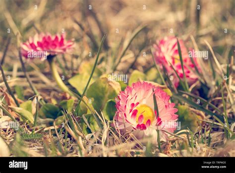 First Spring Wild Flowers Among Dry Last Year Grasses On The Meadow