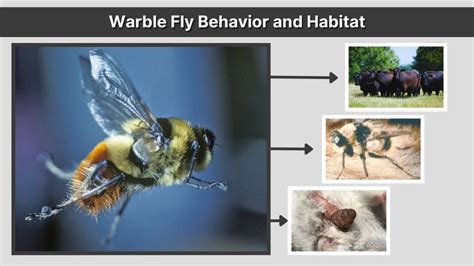 Warble Fly Identification Behavior And Human Impact