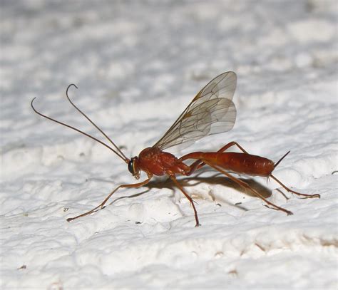 Are Netelia Wasps Dangerous
