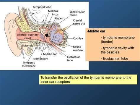 Acoustic And Vestibular Apparatus Ppt Download