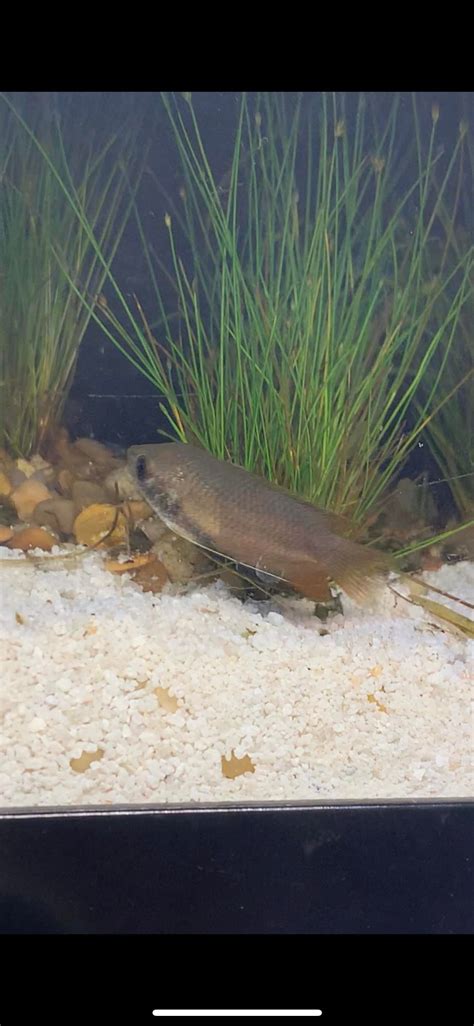 Is It Possible To Sex These Honey Gourami Raquariums