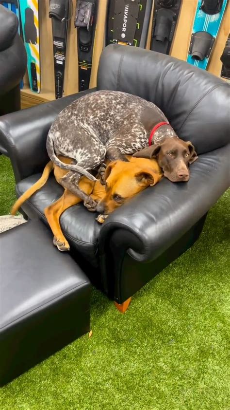 Gsp Corner™ Mine Just Turned Five Months And Hes Already Hit His Teenager Phase Send Help 🙃