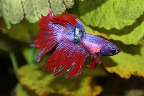 Betta Fish Tumor Aquariumia