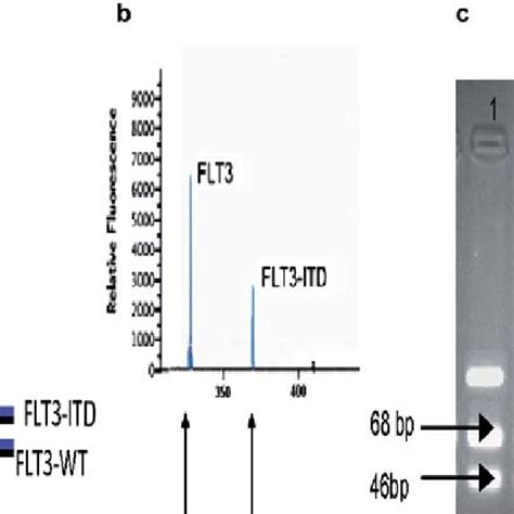 Analysis Of Npm1 Flt3 Itd Flt3 Tkd And C Kit Mutations A Download Scientific Diagram