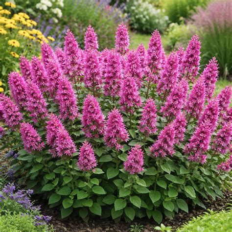 Agastache Rosie Posie 1 Litre Garden Ready Plant
