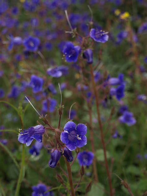 Wild Canterbury Bells From Riverside County Ca Usa On April 5 2014