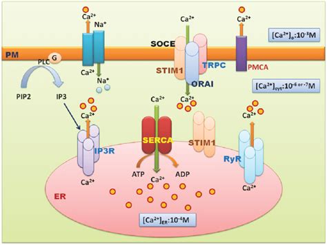 Homeostasis In Cells Diagram