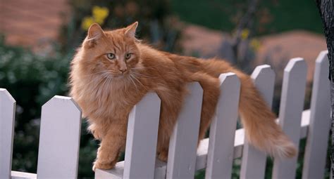 Is Your Cat Overweight Underweight Or Just Right Iams™
