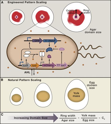 Engineering Models To Scale Cell