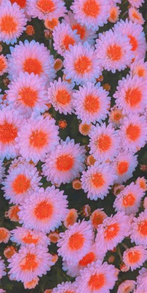 Эстетичные обои🧸 Картинки подсолнечника Ромашки Обои