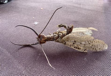 Dobsonfly Guide Everything You Need To Know What S That Bug