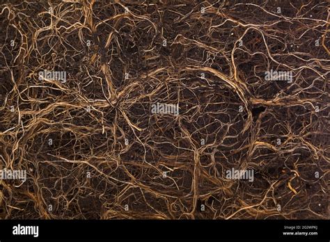 Root System In Soil Stock Photo Alamy
