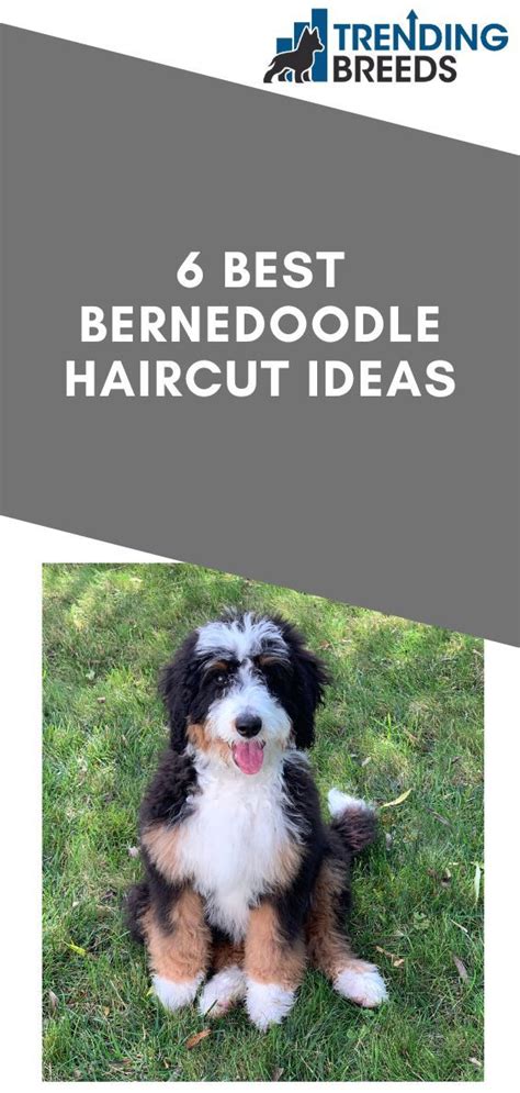 Bernedoodle Haircuts Artofit