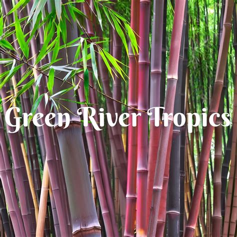 50 Siegras Bamboo Seeds Privacy Climbing Garden Seed Perennial Privacy