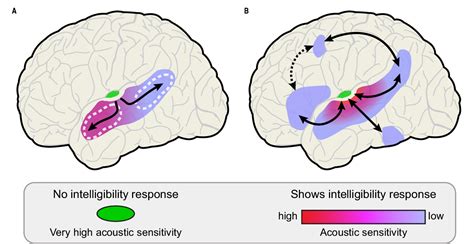 Figure 1 From Hierarchical Processing For Speech In Human Auditory