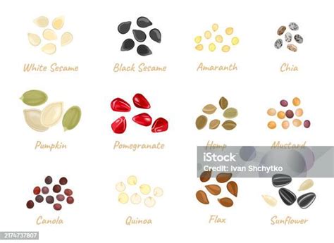 씨앗 수집 아마 Chia 호박 대마 석류 겨자 카놀라 퀴 노아 아마란스 해바라기 흰색과 검은 참깨의 벡터 간단한 씨앗 건강 식품 개념입니다 아이콘에 대한 스톡 벡터 아트 및