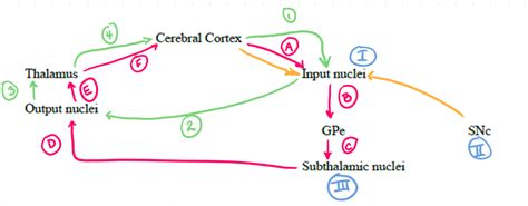 Functional Loops Of The Basal Ganglia Diagram Quizlet