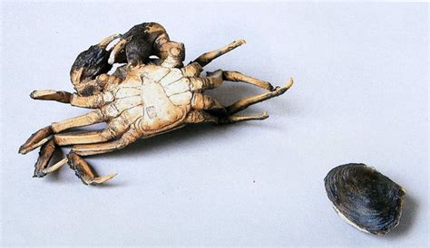 紫砂领军人物徐秀棠大师雕塑作品上海展 搜狐