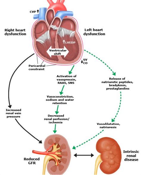 Renal Circulation Flow Chart Renal Circulation Flow Chart