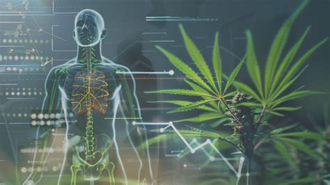 Cannabinoid Deep Dive Issue No 1 The Endocannabinoid System — The Bodys Master Switch