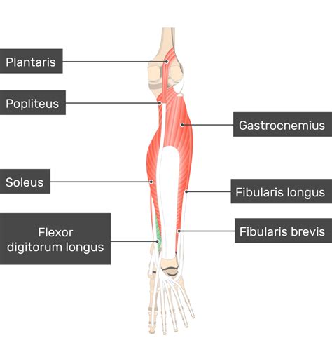 Extensor Digitorum Longus Location