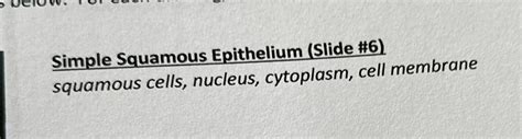 Solved Draw And Label Below Simple Squamous Epithelium Slide Course Hero