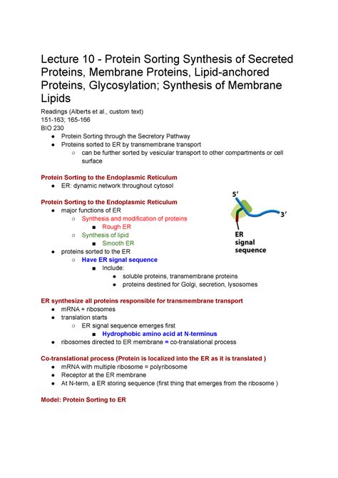 BIO UTSG Term Lecture Notes Lecture Protein Sorting Synthesis Of Secreted Proteins