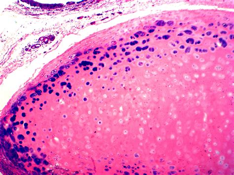 Microscope Slides Set Human Histology Slide Basic Biological Science Microscope Slides Set Human Histology Slide Basic Biological Science