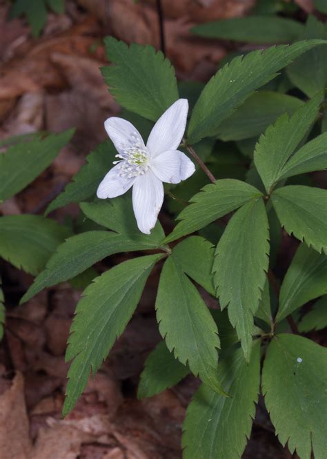 Violet Roads End Naturalist