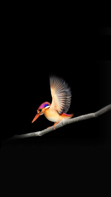 Woodpecker Microsoft Surface Go Wallpapers Hd Wallpapers Id