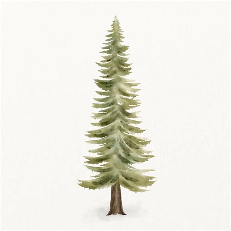 Watercolor Fir Tree Spring Illustration Premium Photo Rawpixel