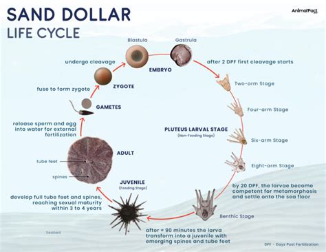 Sand Dollar Size Anatomy Adaptations Habitat Diet And Life Cycle
